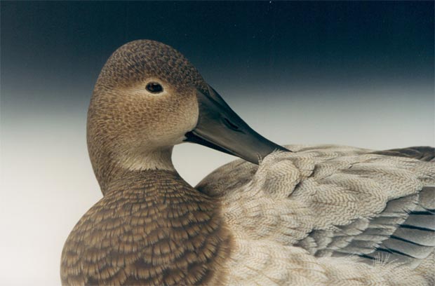 Wildfowl Design- The Carvings of Dennis Schroeder: Decorative ...