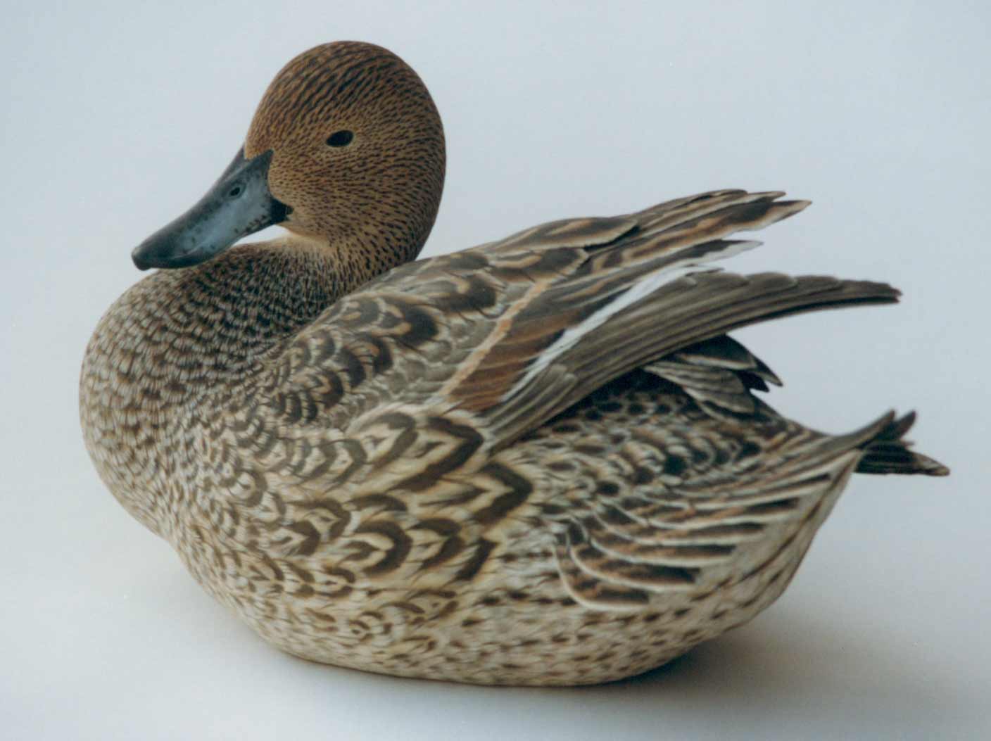 Wildfowl Design- The Carvings of Dennis Schroeder: Decorative Pintail Pair